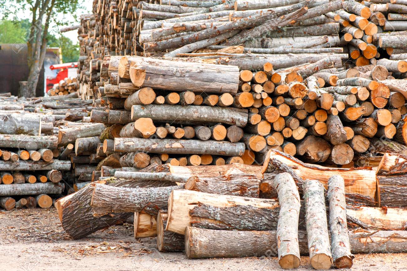 Troncos en bruto de madera de pino – SIA SNF